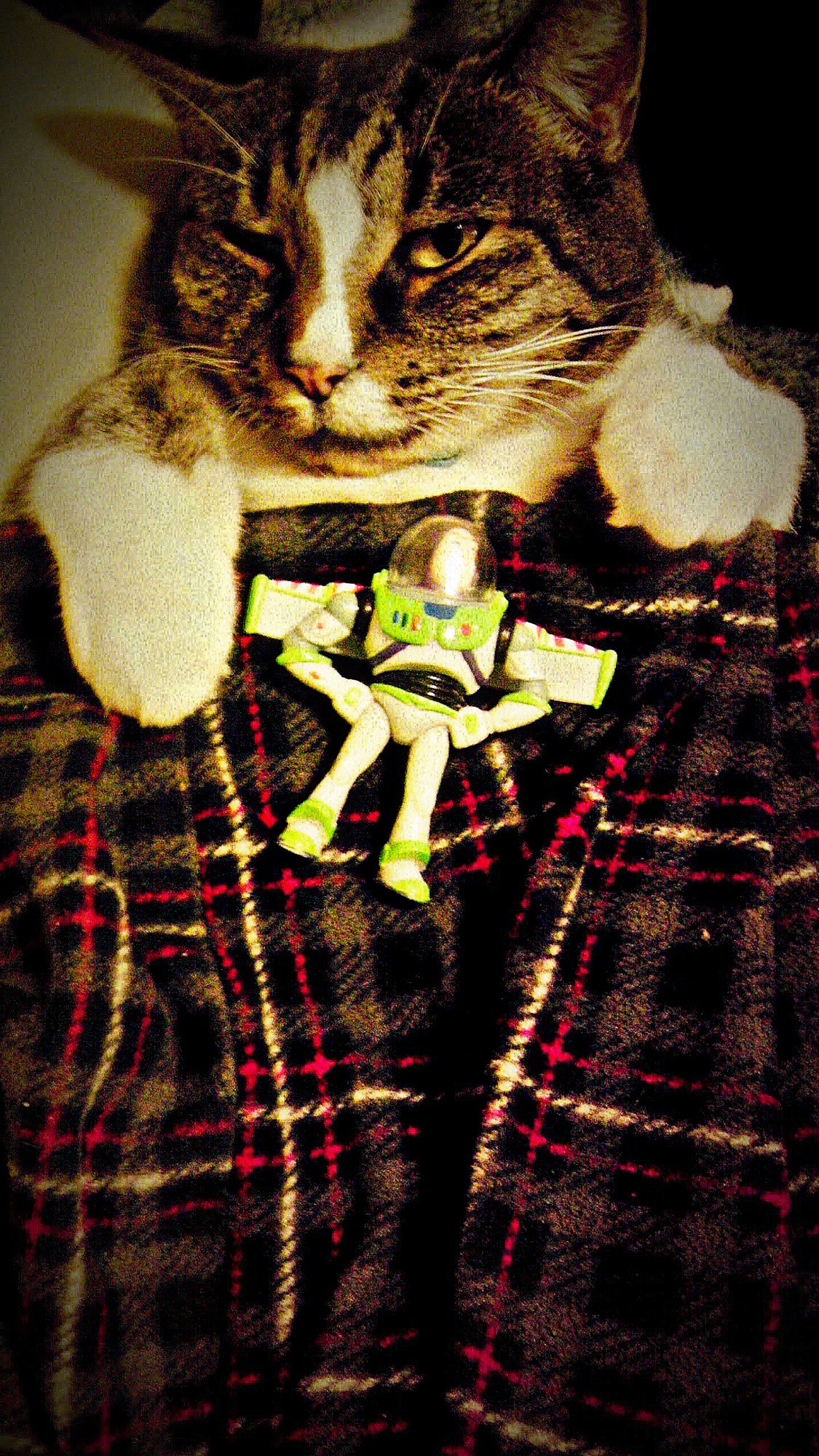 About - Cheeseburger The Cat™